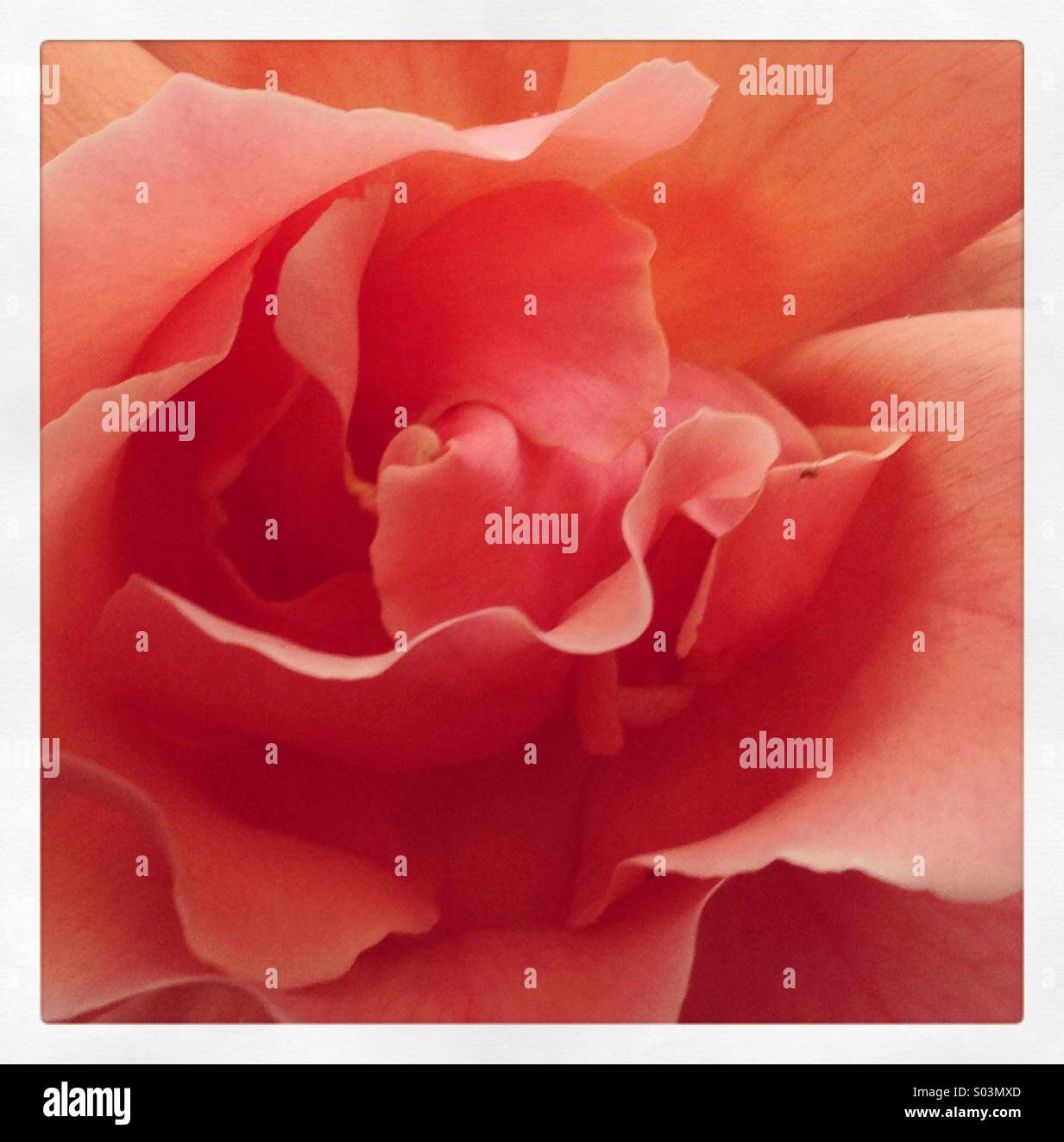 Peach colour hi-res stock photography and images - Alamy