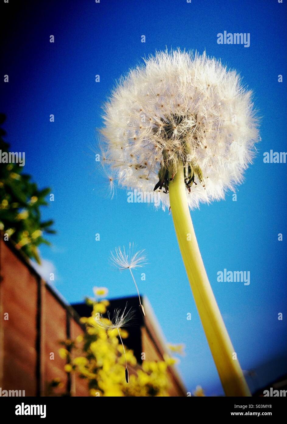Dandelion clock and seeds Stock Photo - Alamy