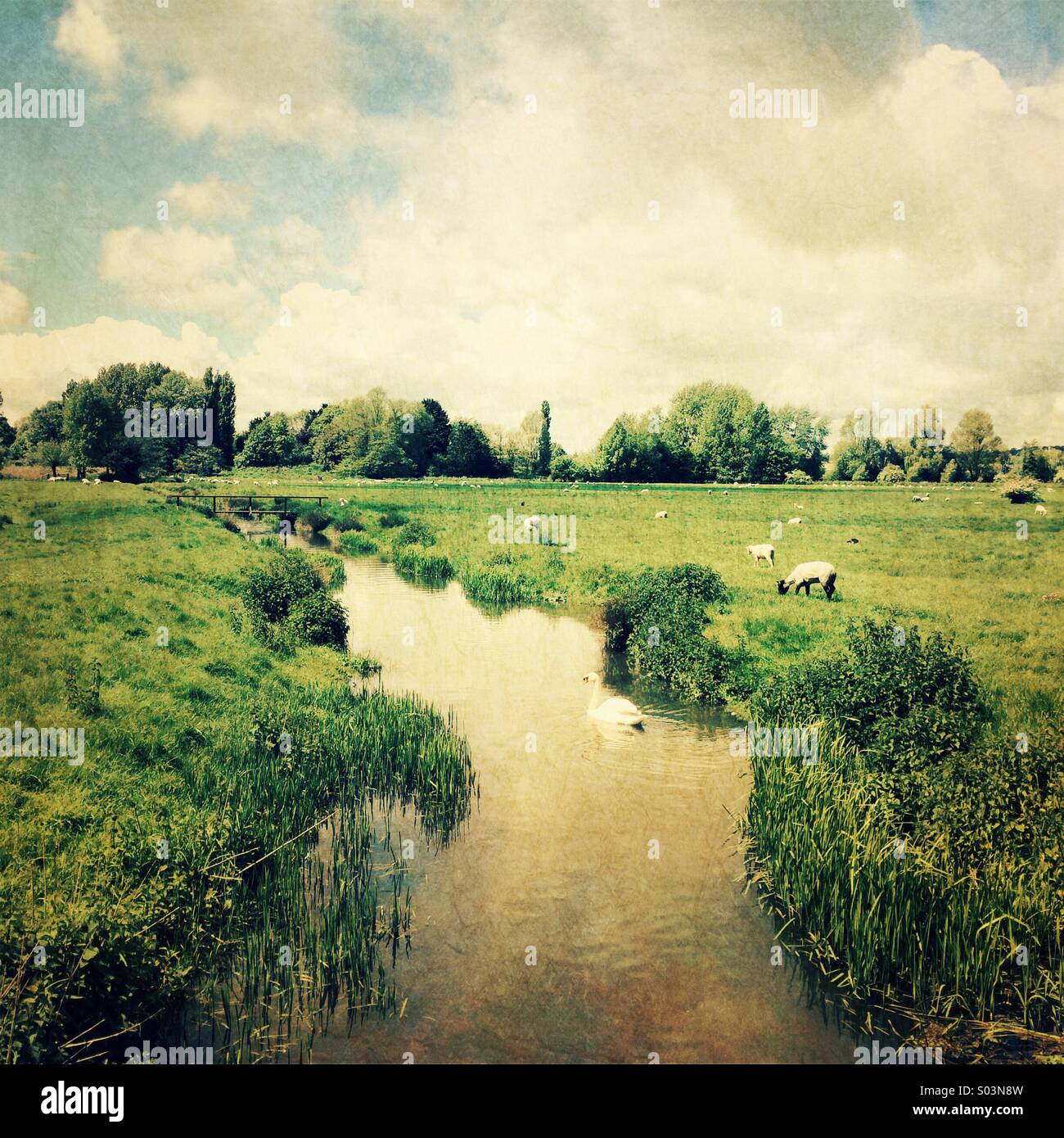 Sheep in water meadow Stock Photo - Alamy