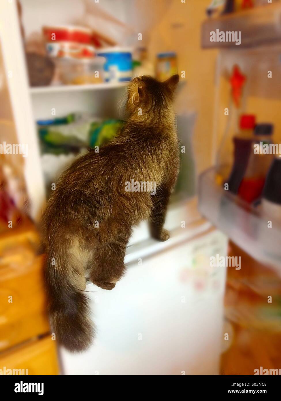 A cat in the fridge Stock Photo - Alamy