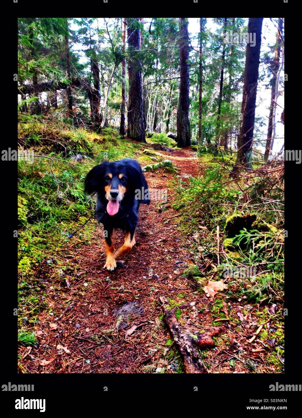 Running into woods hi-res stock photography and images - Alamy