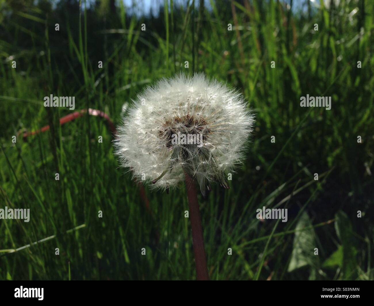 Puff ball seeds hi-res stock photography and images - Alamy