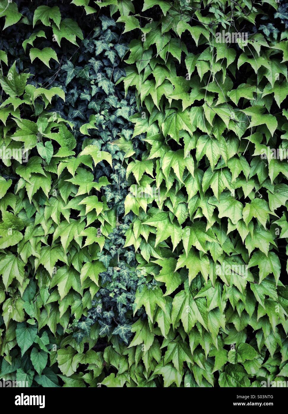 Creeper foliage hi-res stock photography and images - Alamy