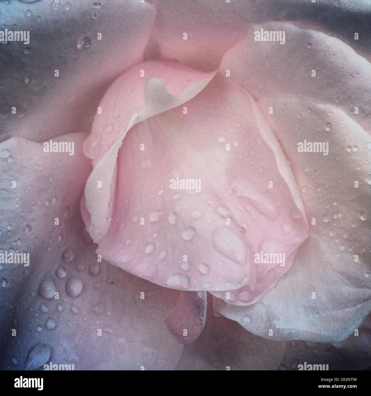 Raindrops on a rose flower hi-res stock photography and images - Alamy
