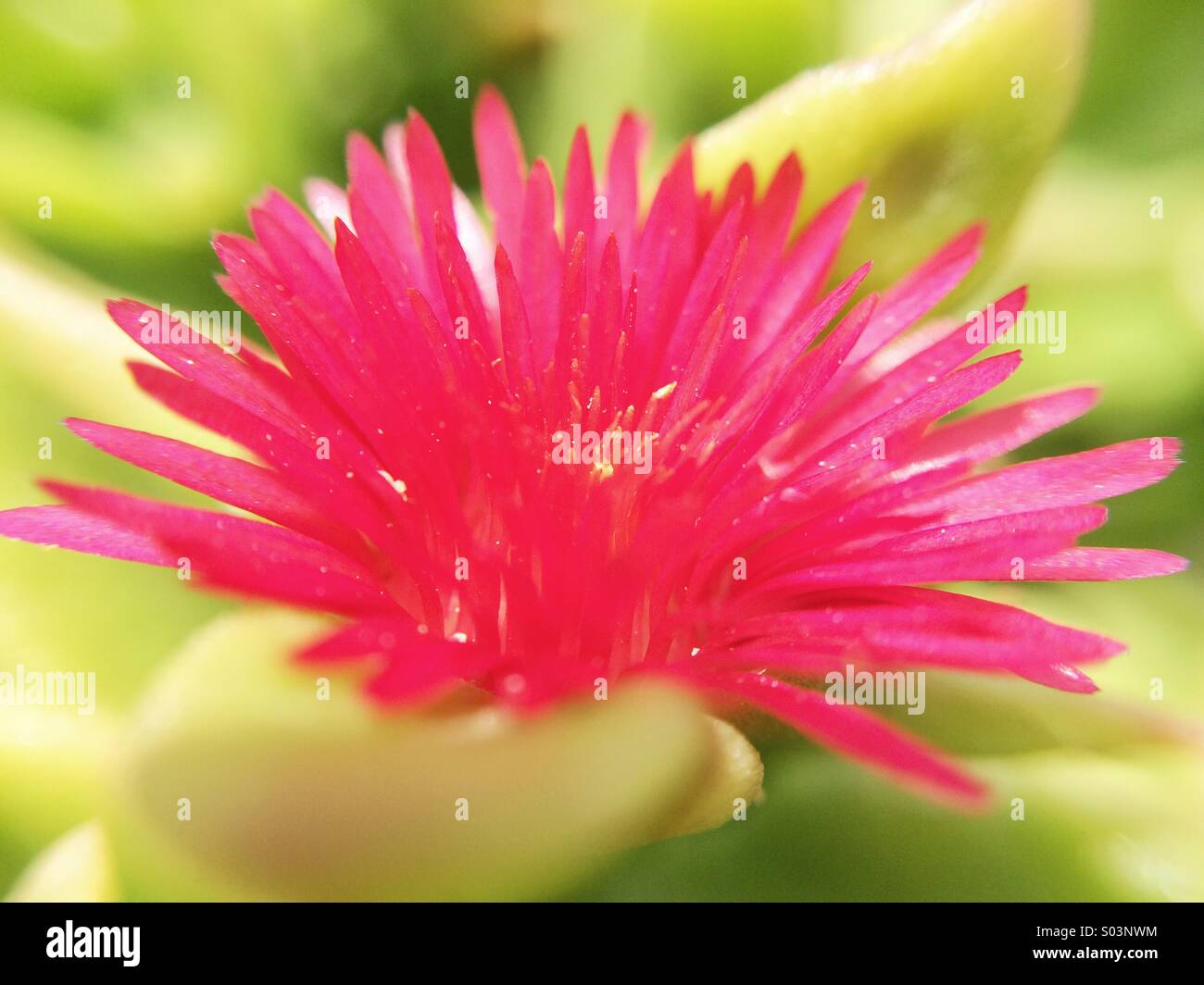 Macro of a pink flower with multiple petals Stock Photo - Alamy
