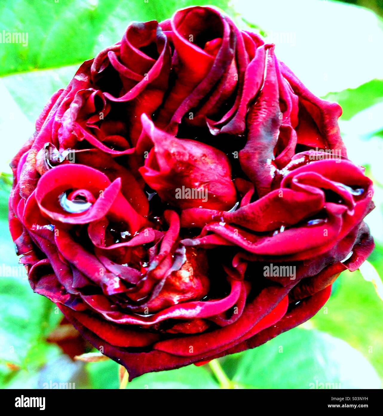 Layers of rose petals hi-res stock photography and images - Alamy