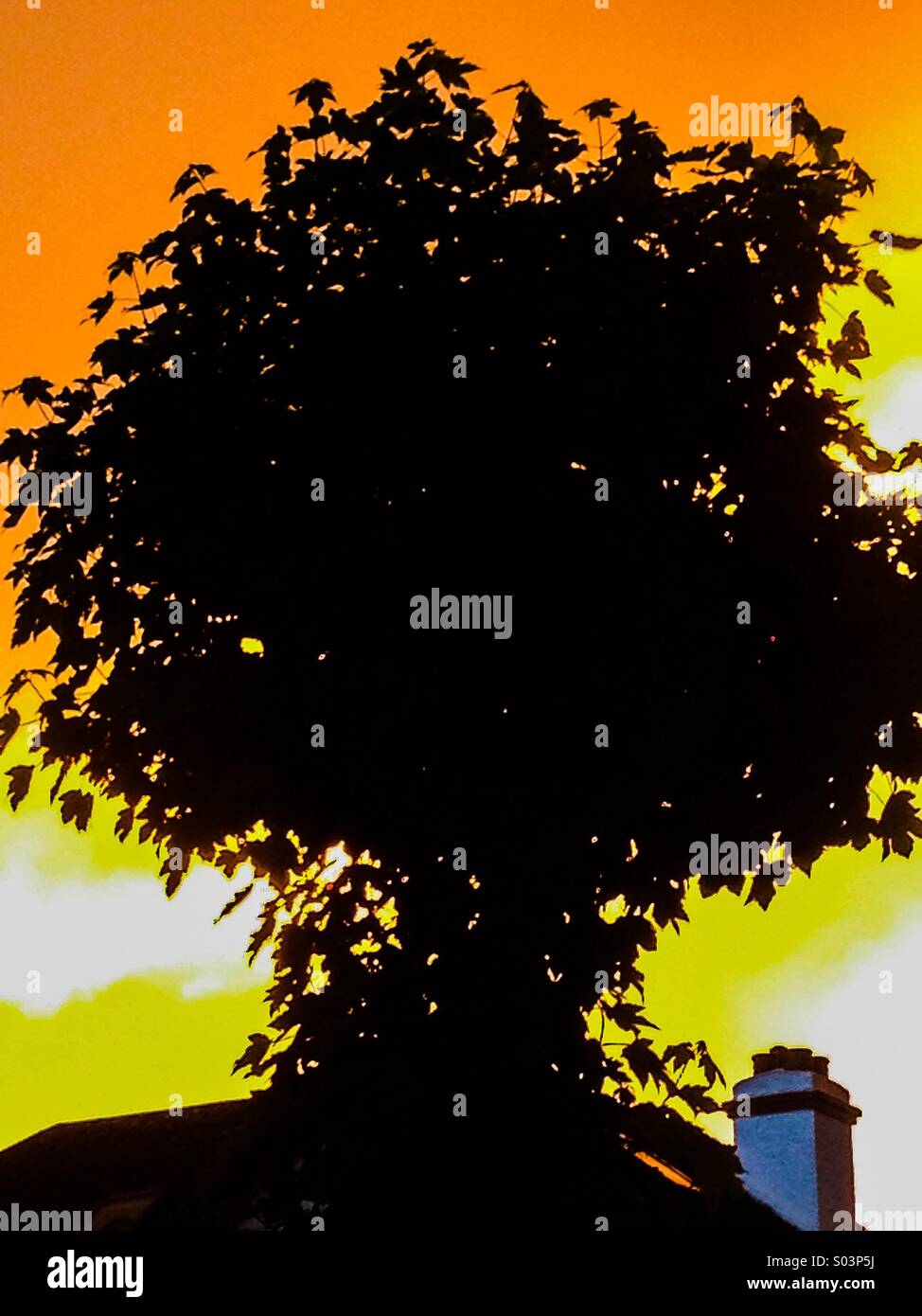 Chimney tree hi-res stock photography and images - Alamy