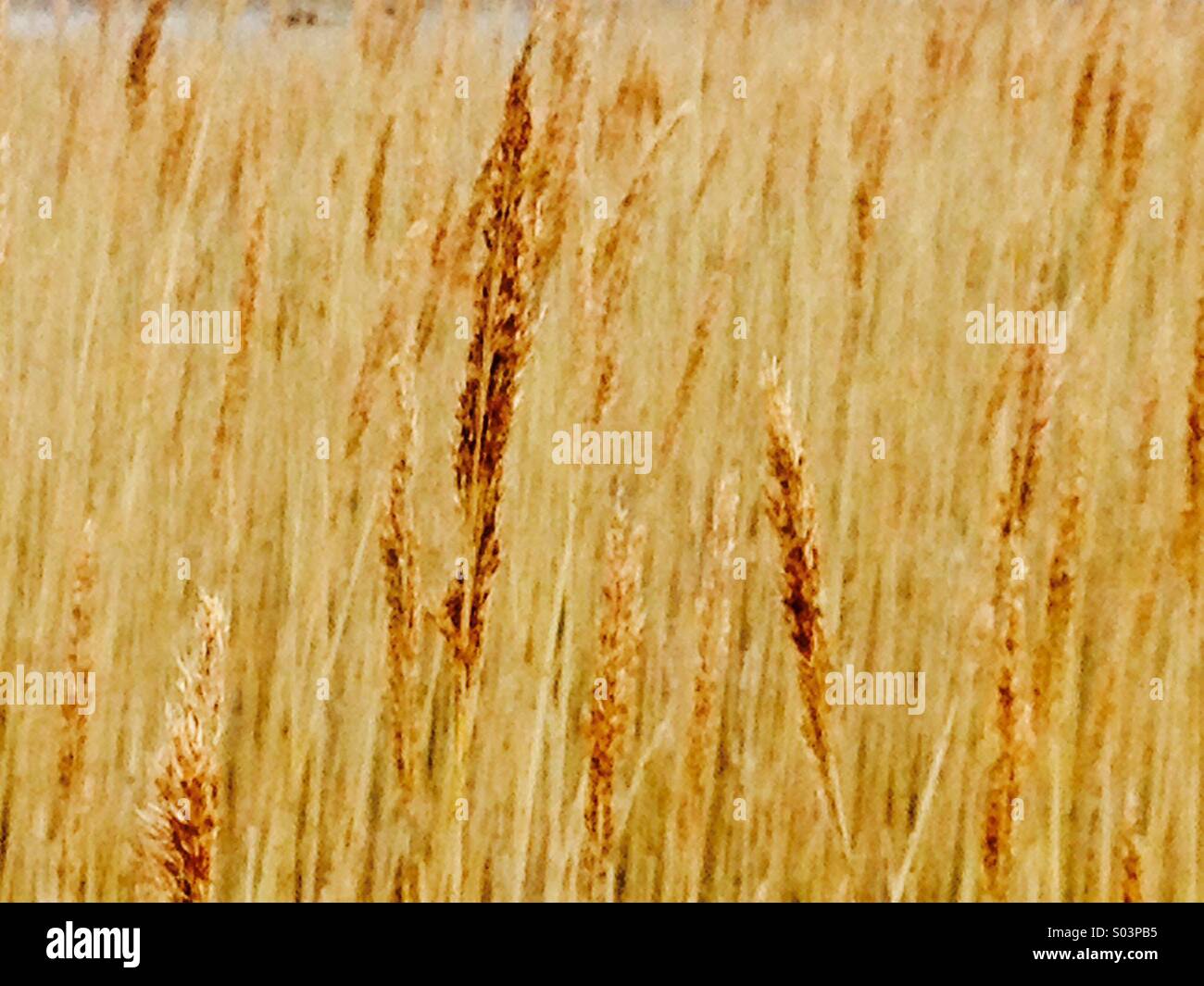 Reeds and rushes hi-res stock photography and images - Alamy