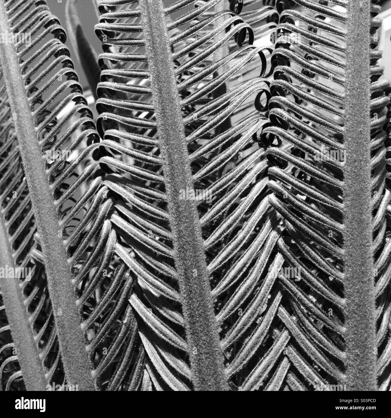 Leaf leaves palm tree Black and White Stock Photos & Images - Alamy