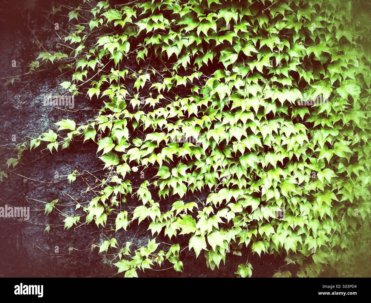 Virginia creeper wall hi-res stock photography and images - Alamy