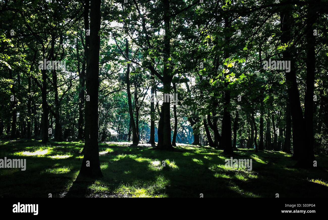 Trees in woods with sunshine streaming through Stock Photo - Alamy