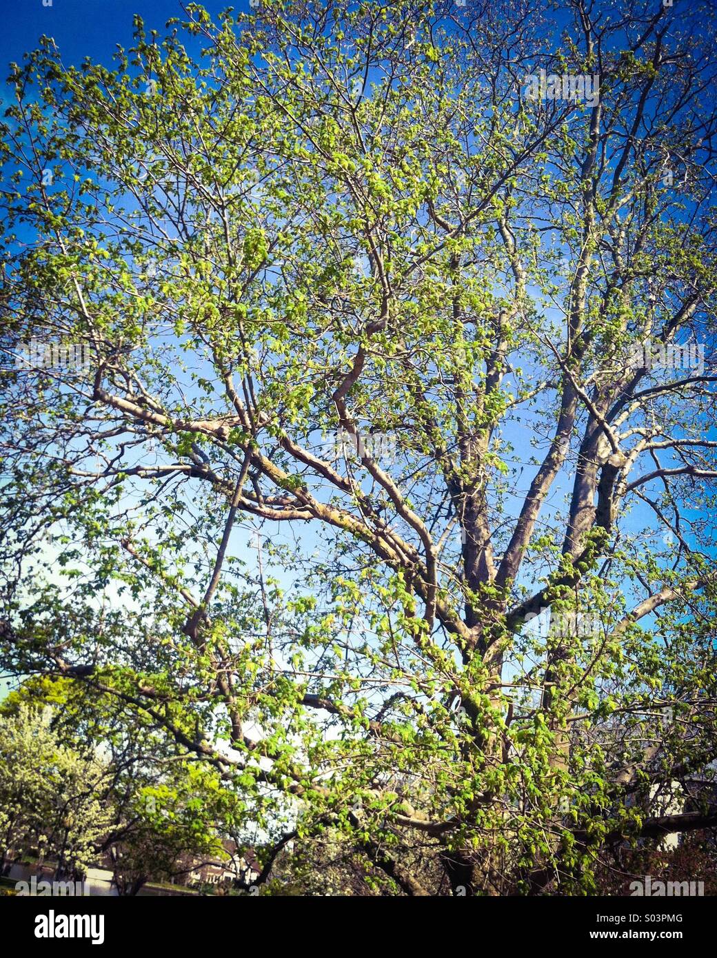 Botanical budding hi-res stock photography and images - Alamy