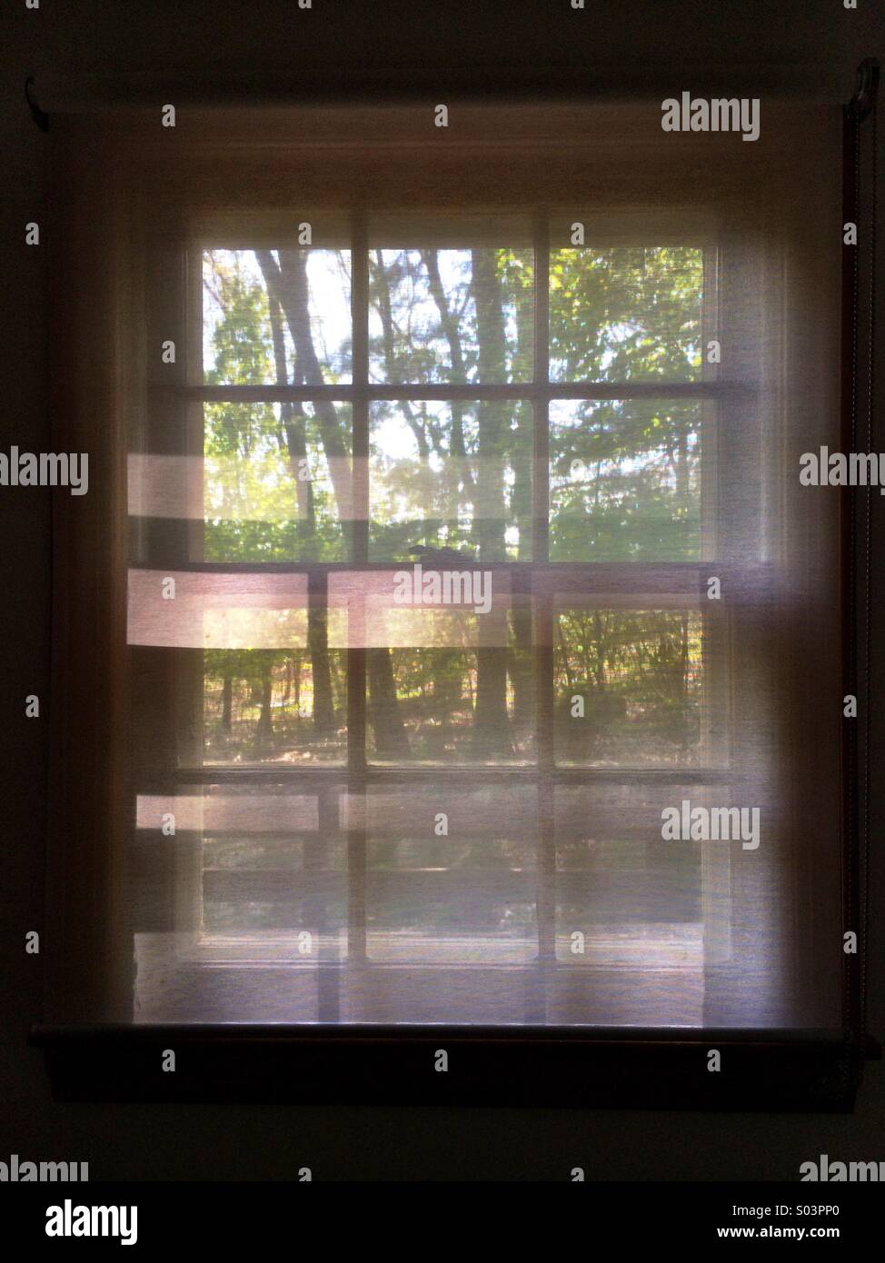 Window with translucent shade, sunlight and view of woods Stock Photo ...