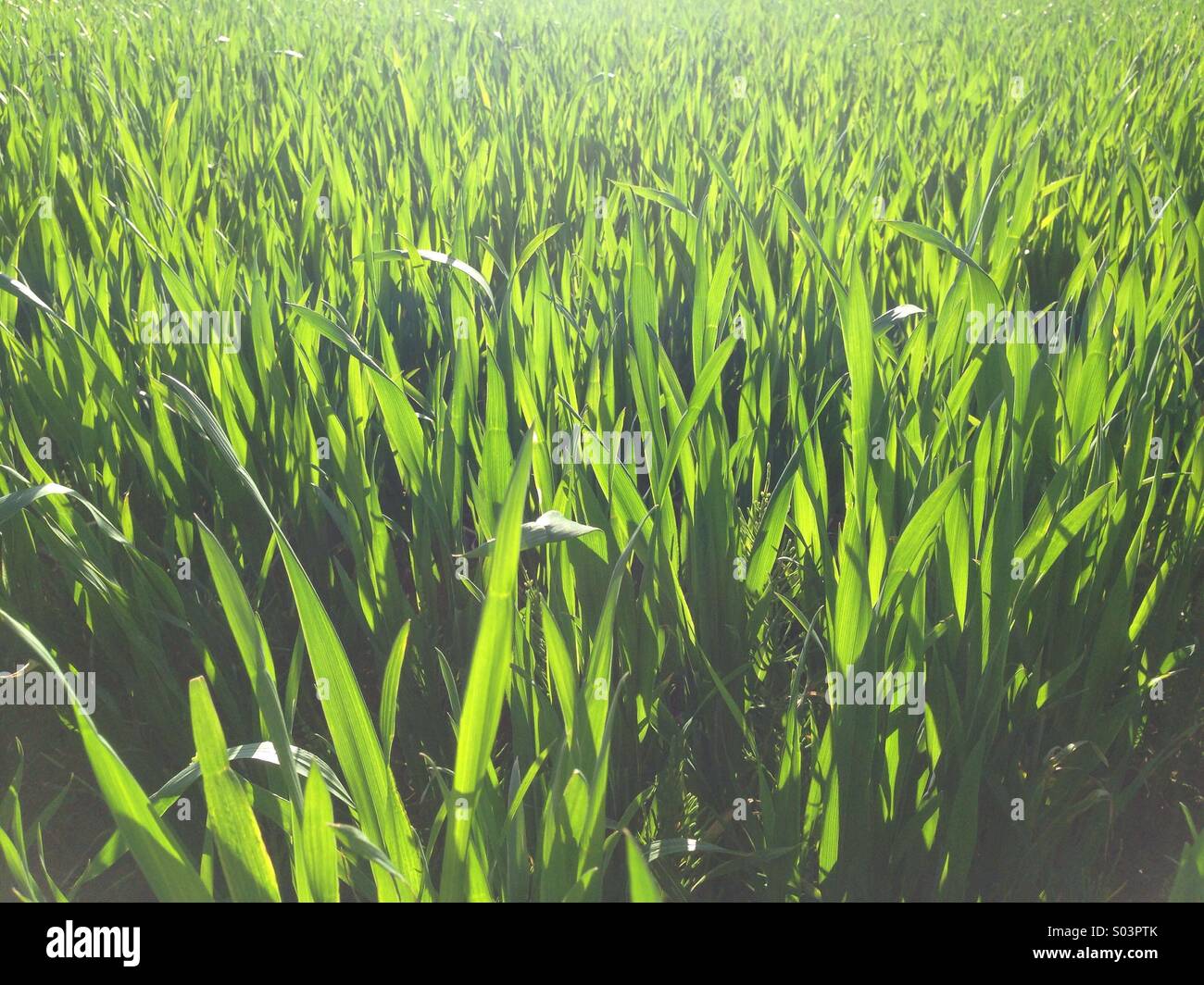 The grass and the sunshine hi-res stock photography and images - Alamy