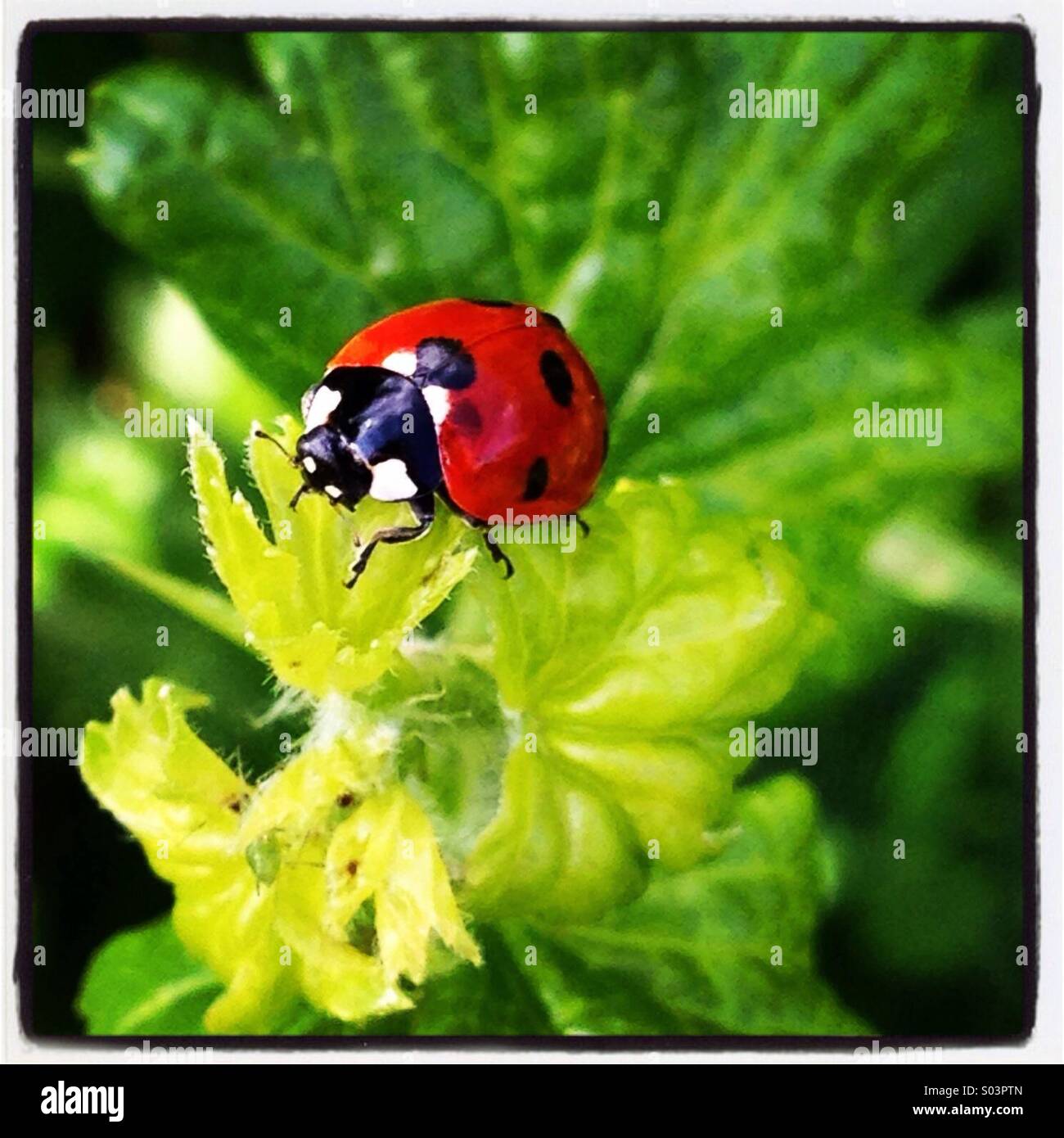 Ladybird Flying High Resolution Stock Photography and Images - Alamy