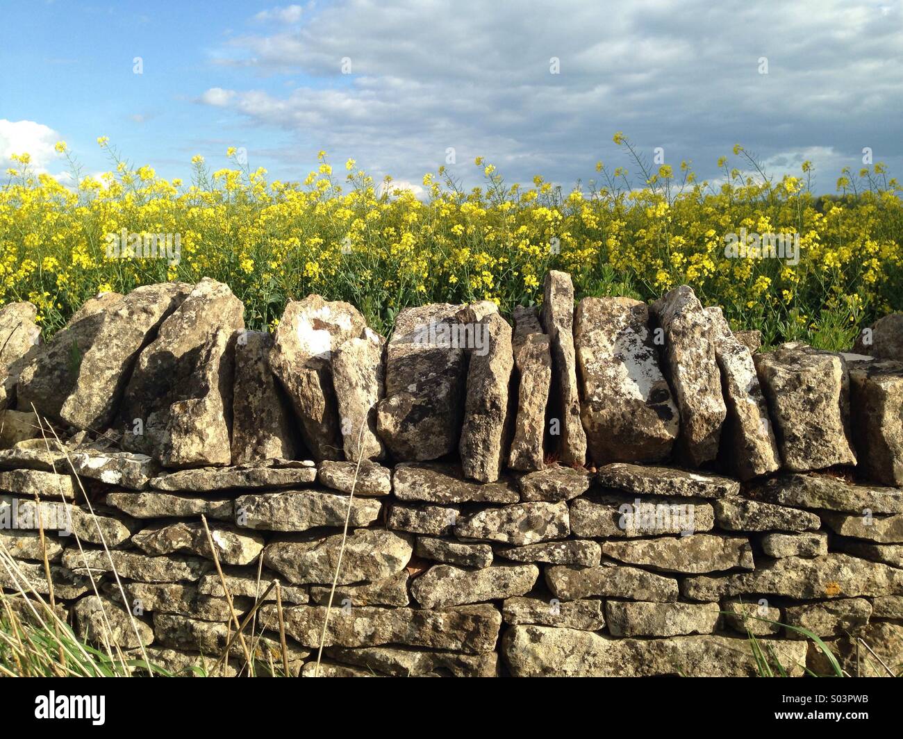 Farmers field surrounded by dry stone wall in the Cotswolds Stock Photo ...