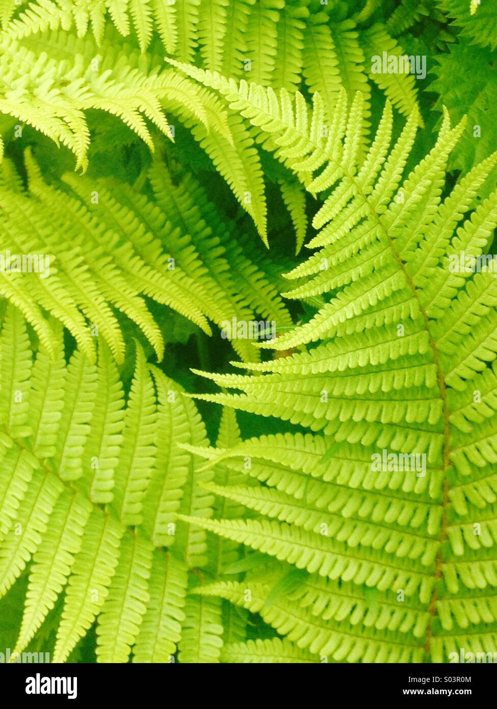 Ferns pattern of heather Stock Photo - Alamy