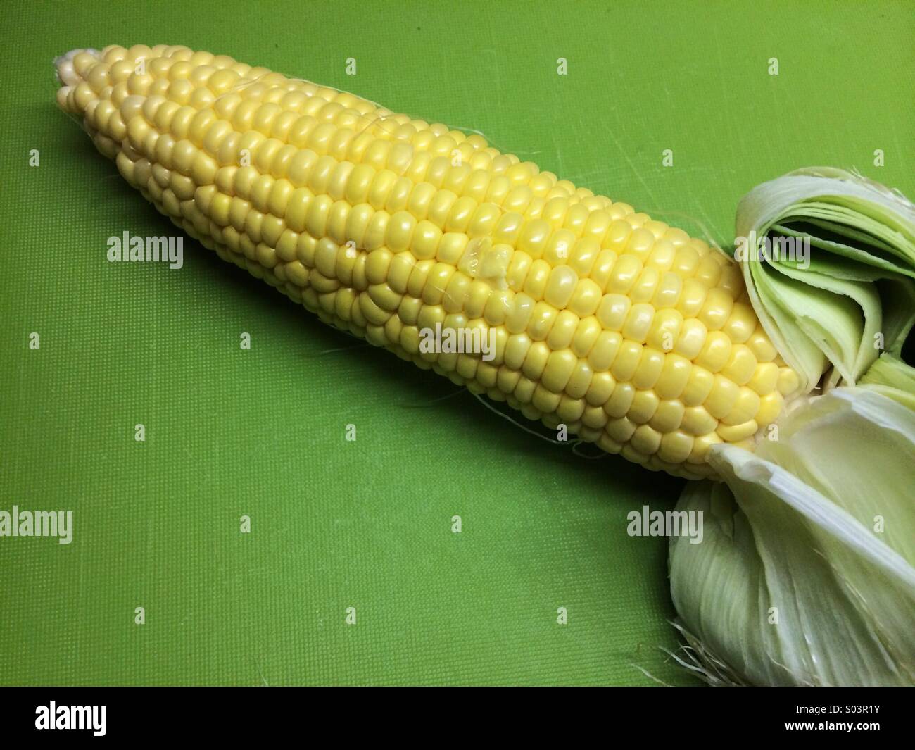 Fresh corn ear peeled. Non MGO Stock Photo - Alamy