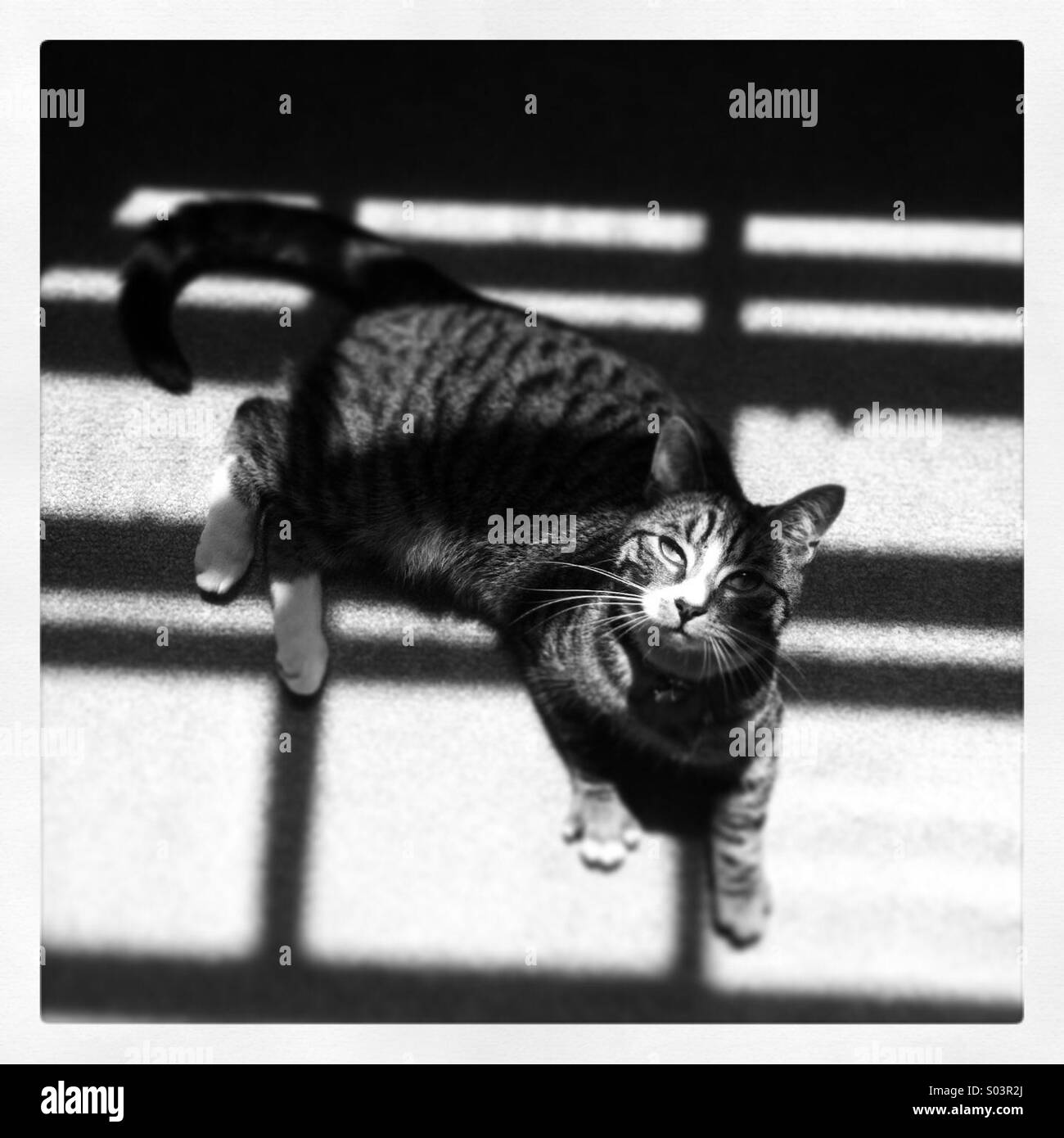 Dark cat hi-res stock photography and images - Alamy