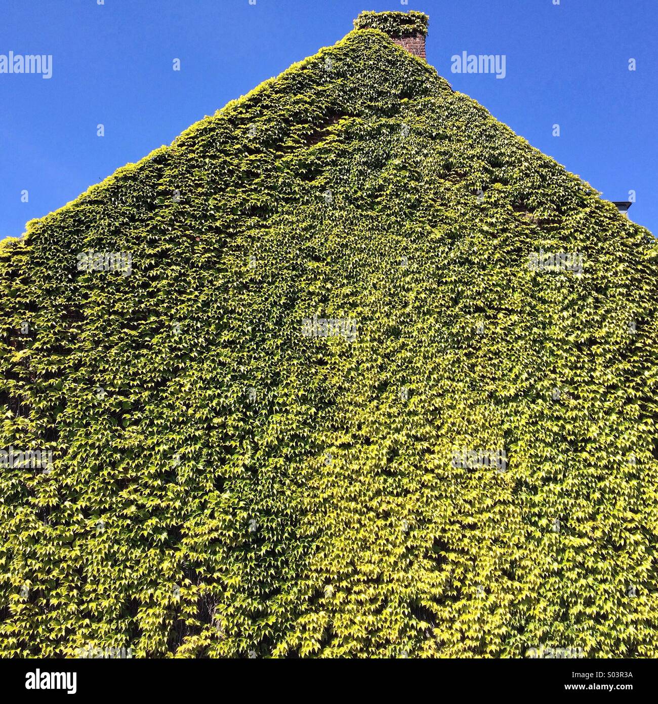 House with leaves hi-res stock photography and images - Alamy