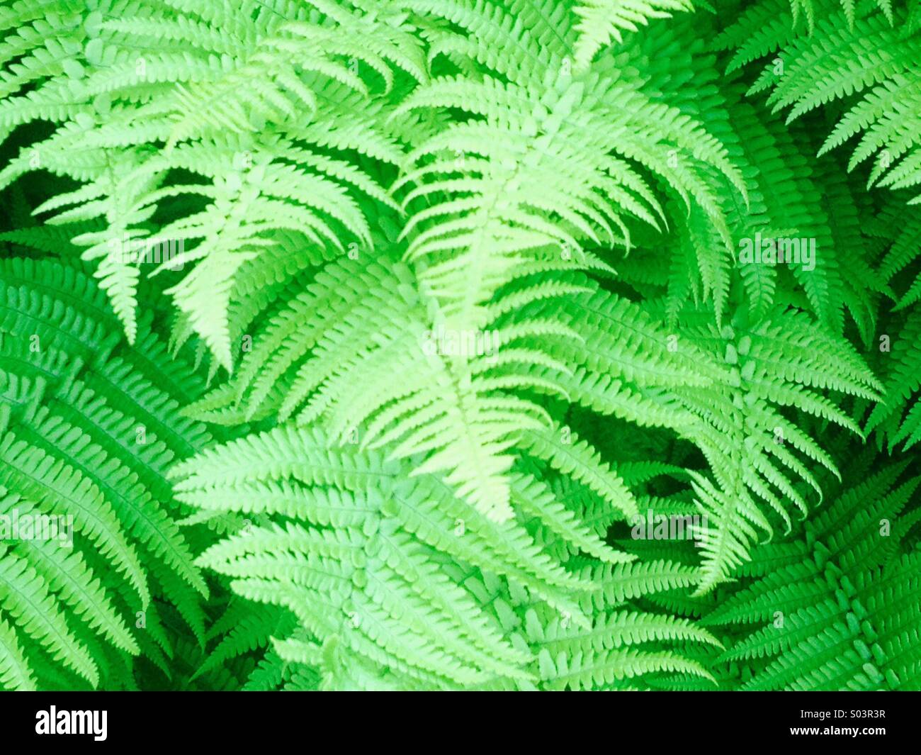 Ferns design in green Stock Photo - Alamy