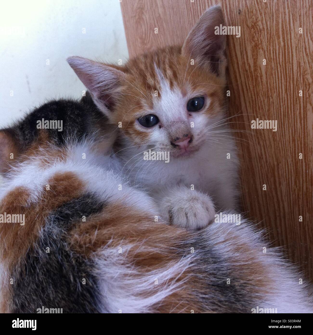 Cute face cat Stock Photo - Alamy