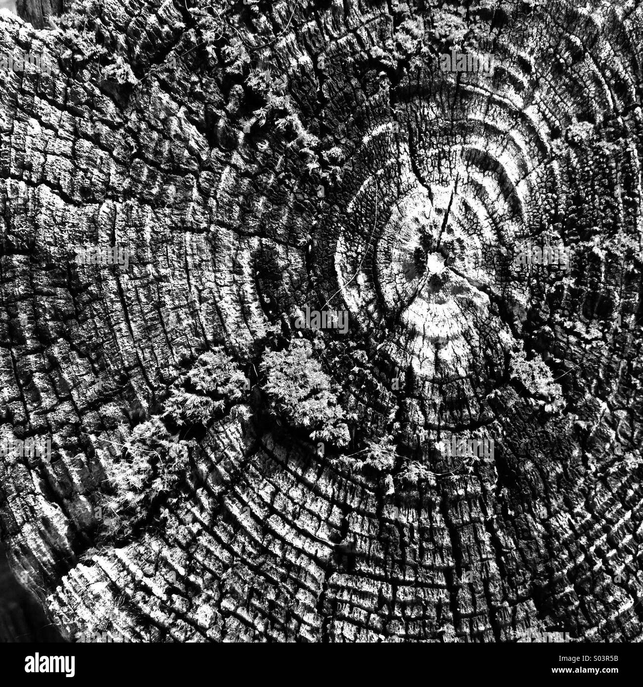 Tree rings old weathered wood hi-res stock photography and images - Alamy