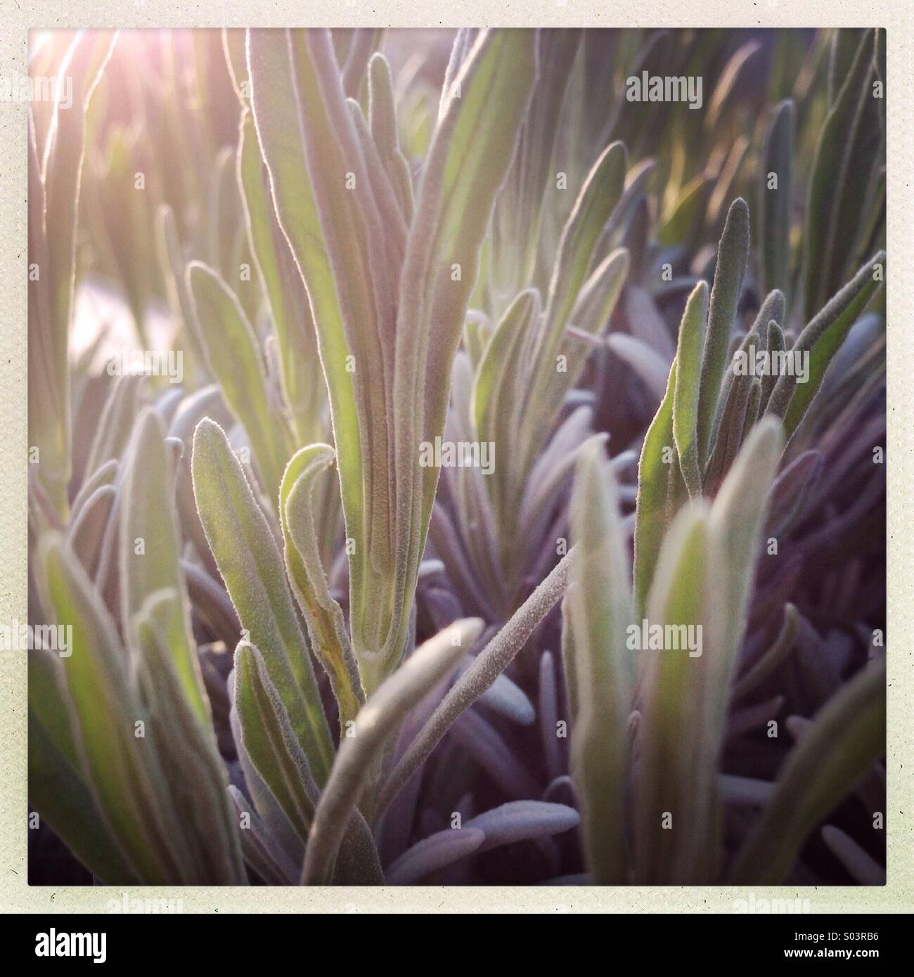 lavender close up Stock Photo - Alamy