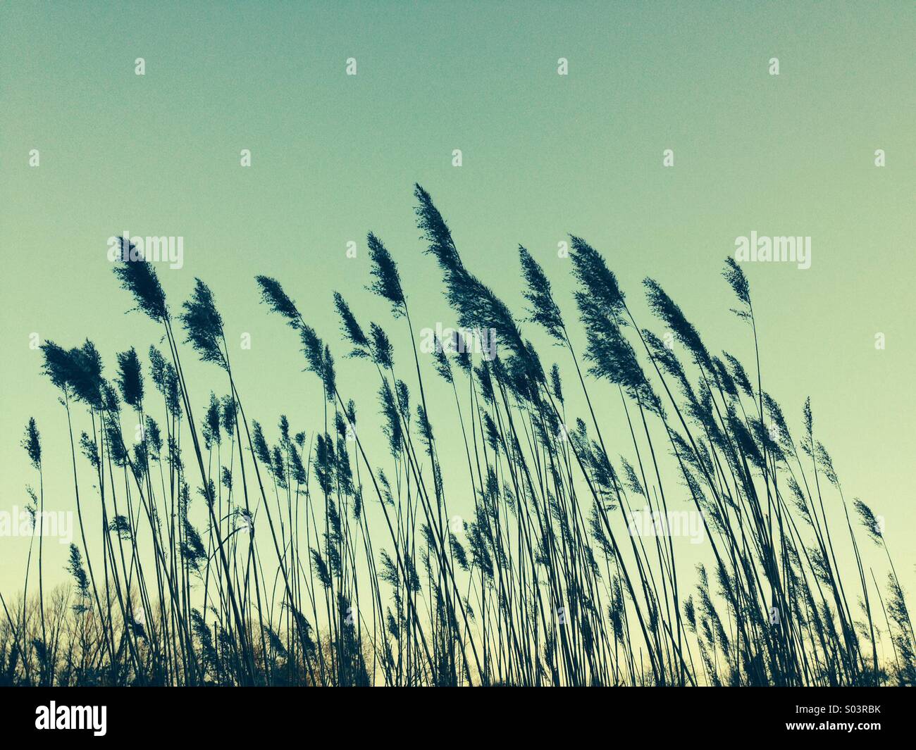 Grasses and reeds hi-res stock photography and images - Alamy