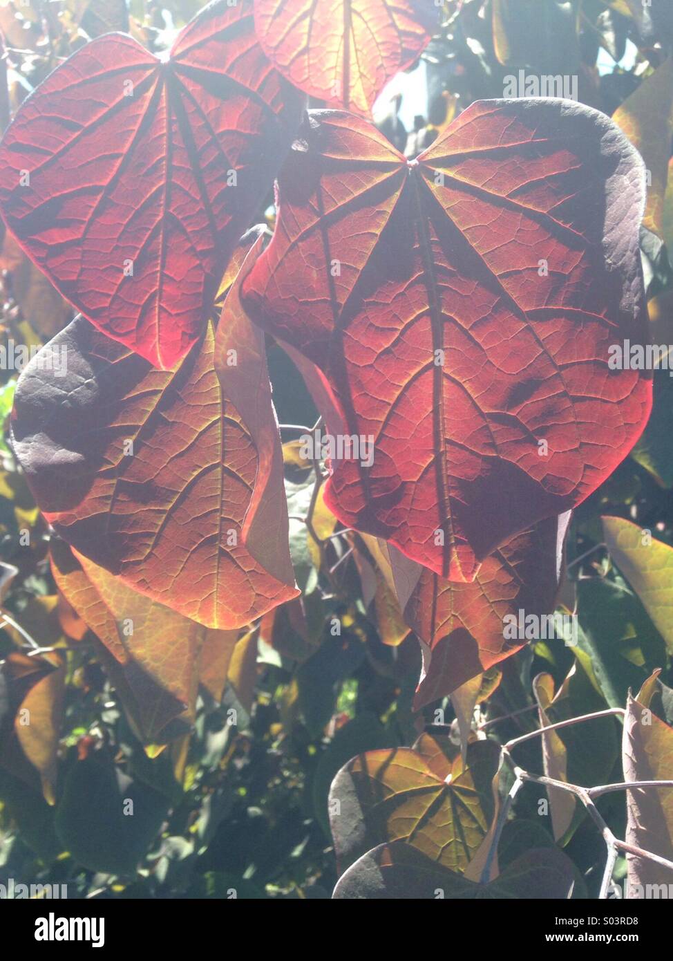 Twig fire hi-res stock photography and images - Alamy