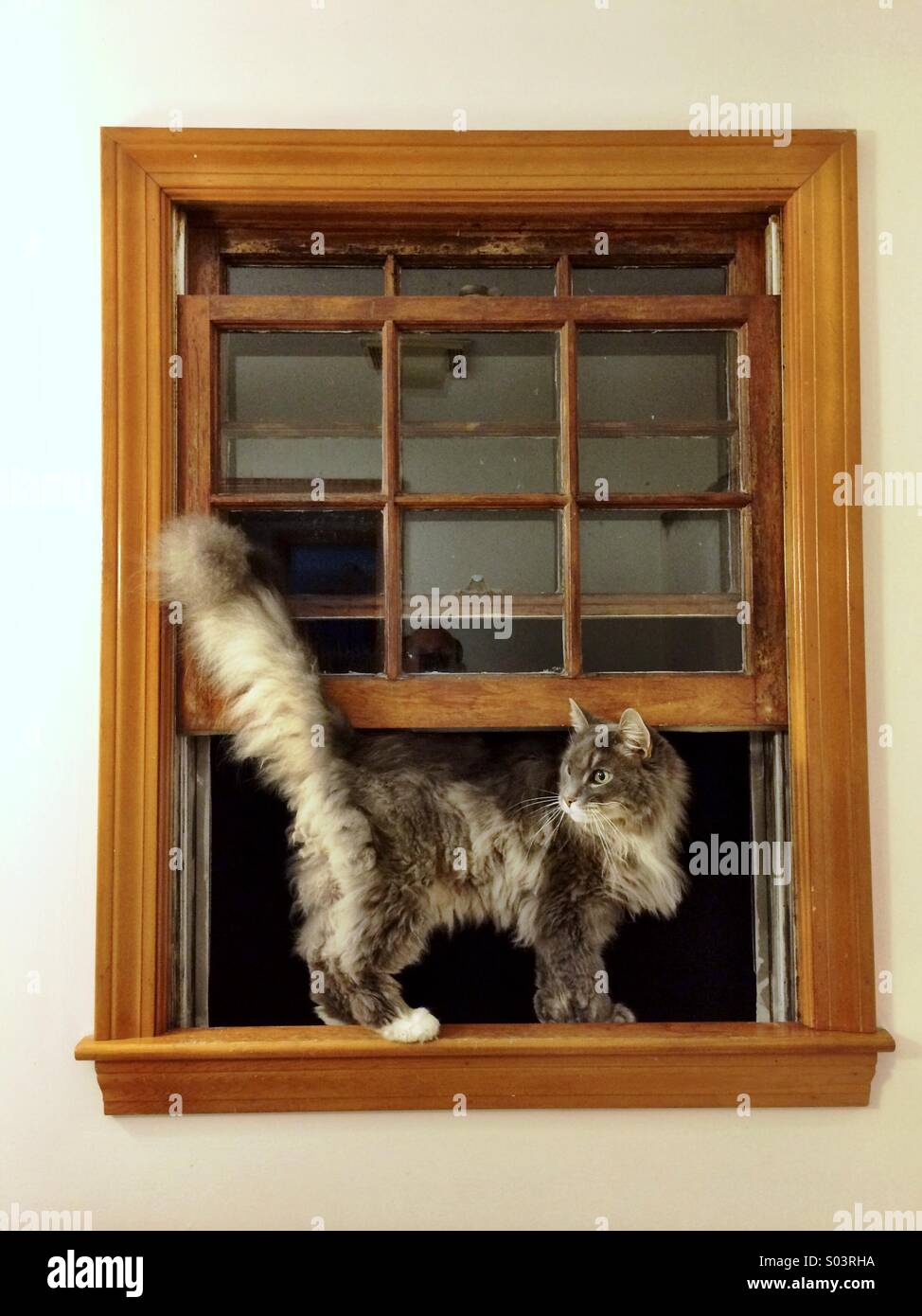 Cat by the window hi-res stock photography and images - Alamy