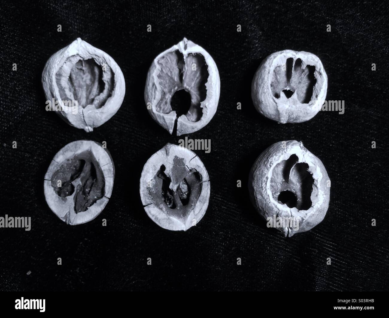 Empty nuts hi-res stock photography and images - Alamy