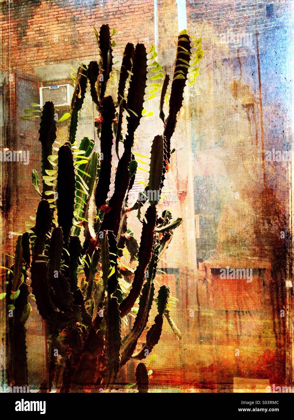 Old cactus hi-res stock photography and images - Alamy