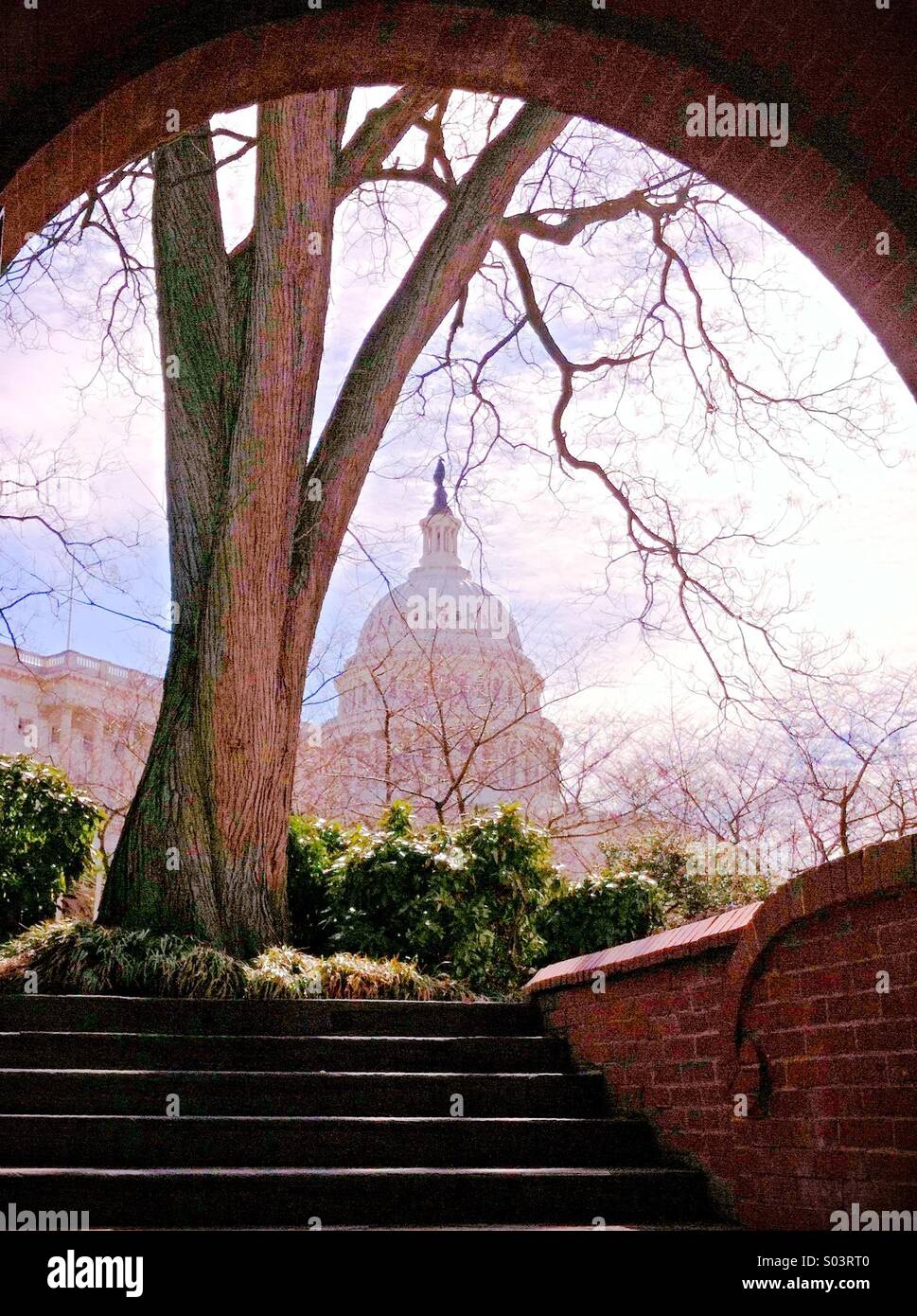 Tree curving with dome Stock Photo - Alamy