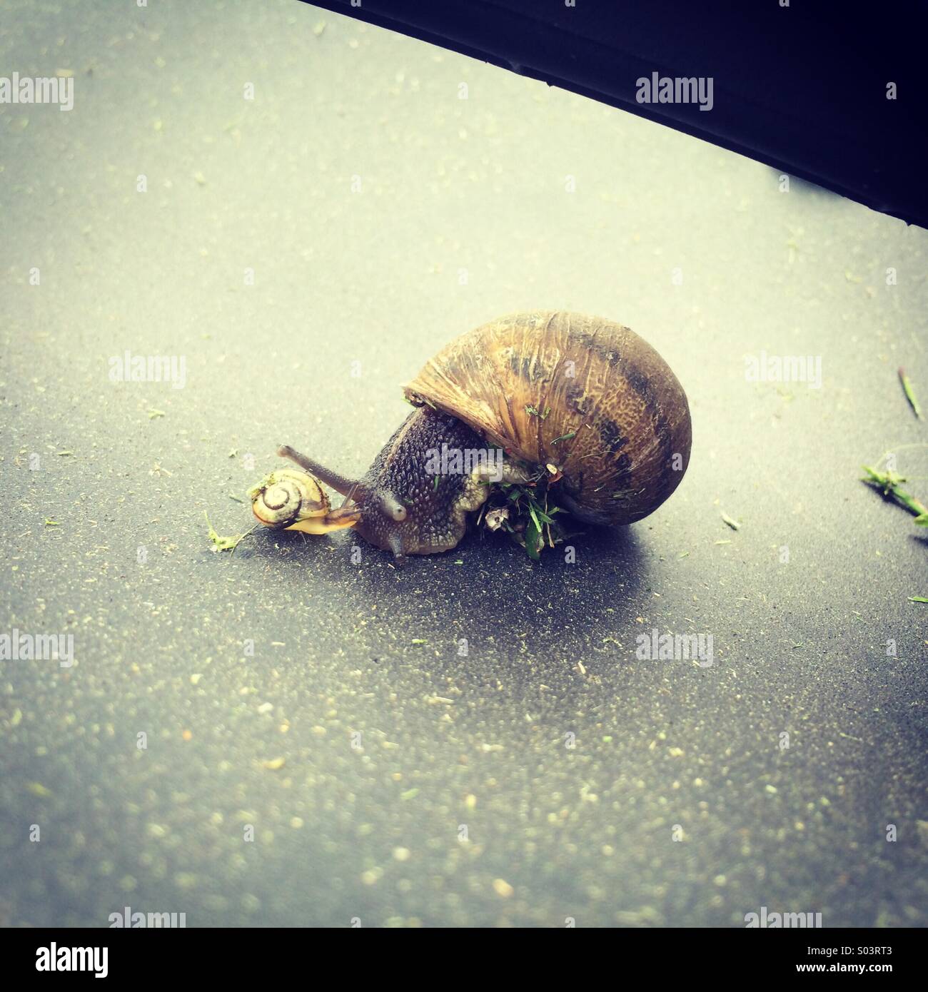 Baby snail hi-res stock photography and images - Alamy