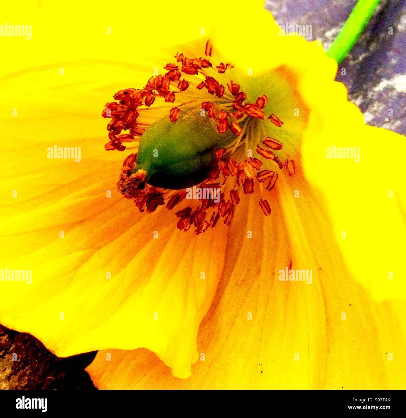 Welsh slate hi-res stock photography and images - Alamy