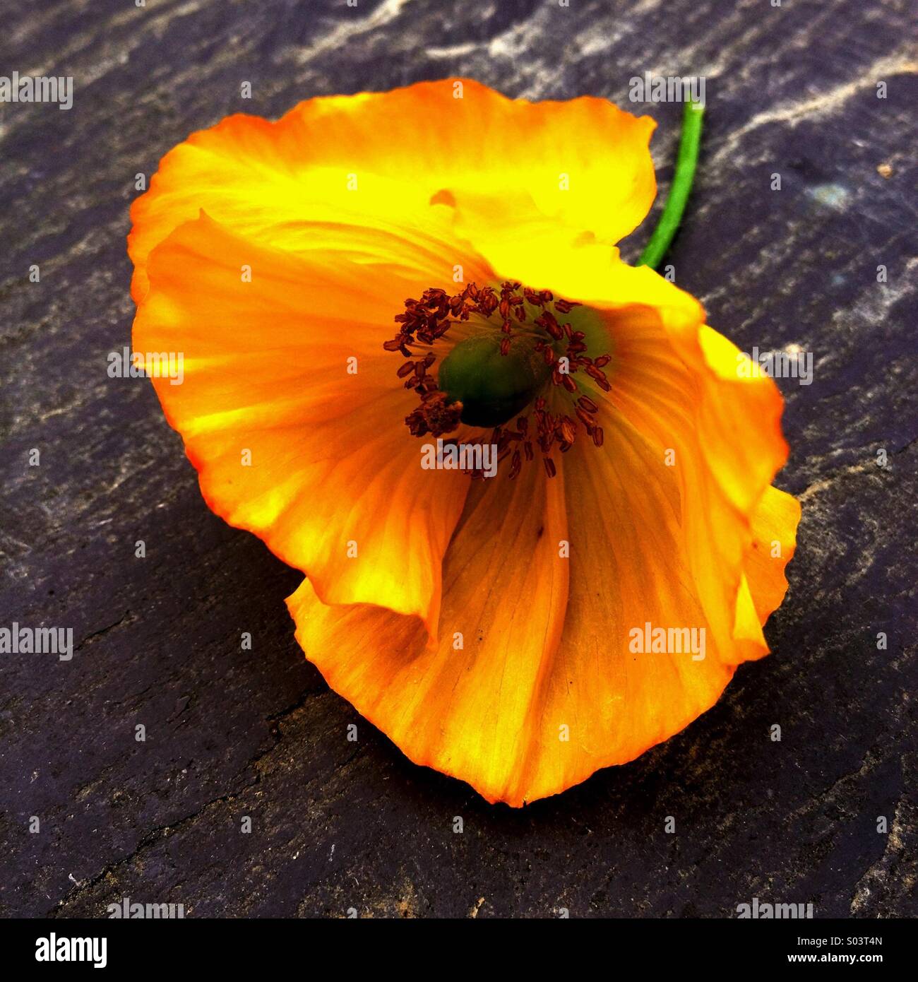 Welsh slate hi-res stock photography and images - Alamy