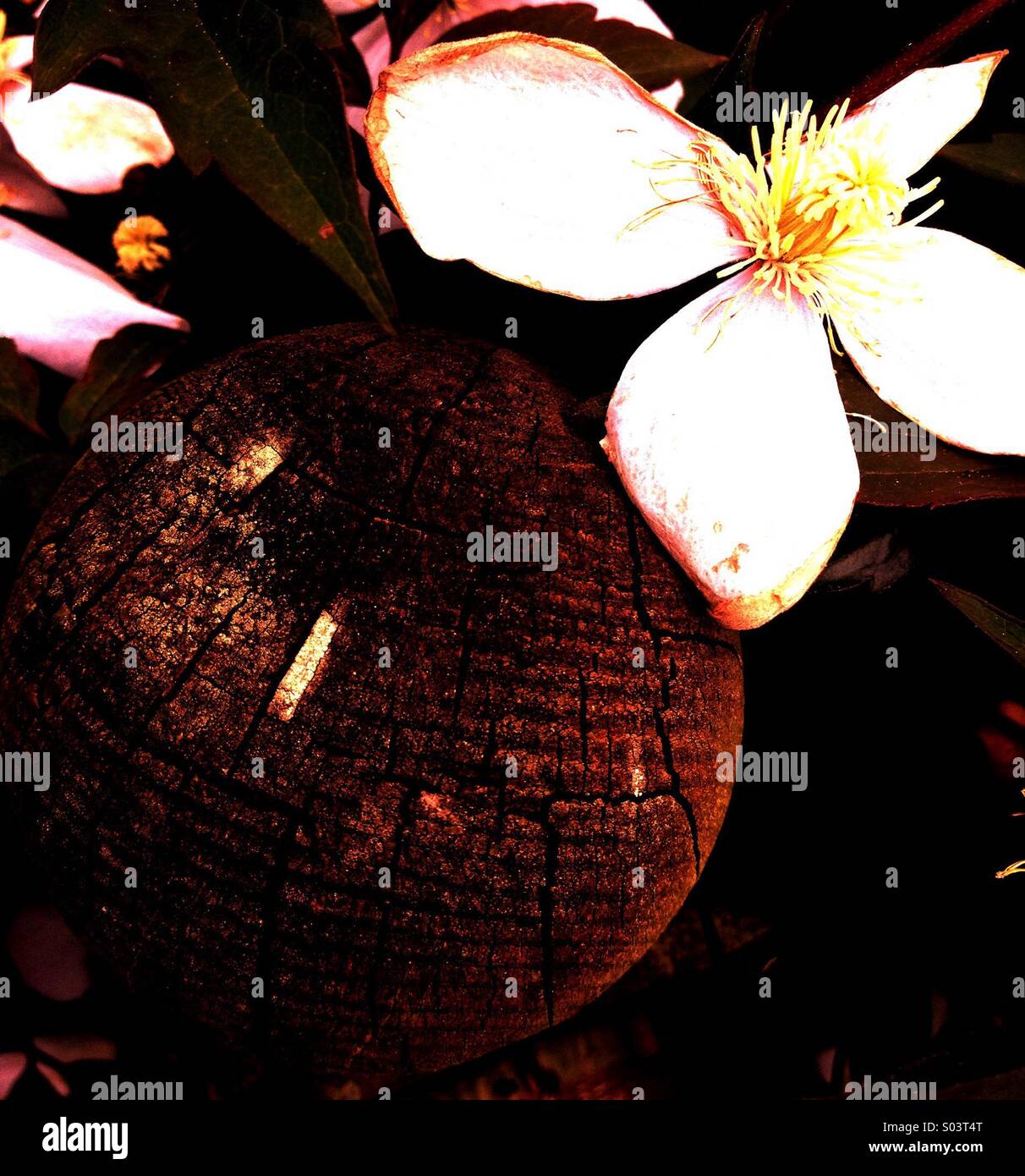 Top of Fence Post with Clematis Stock Photo - Alamy