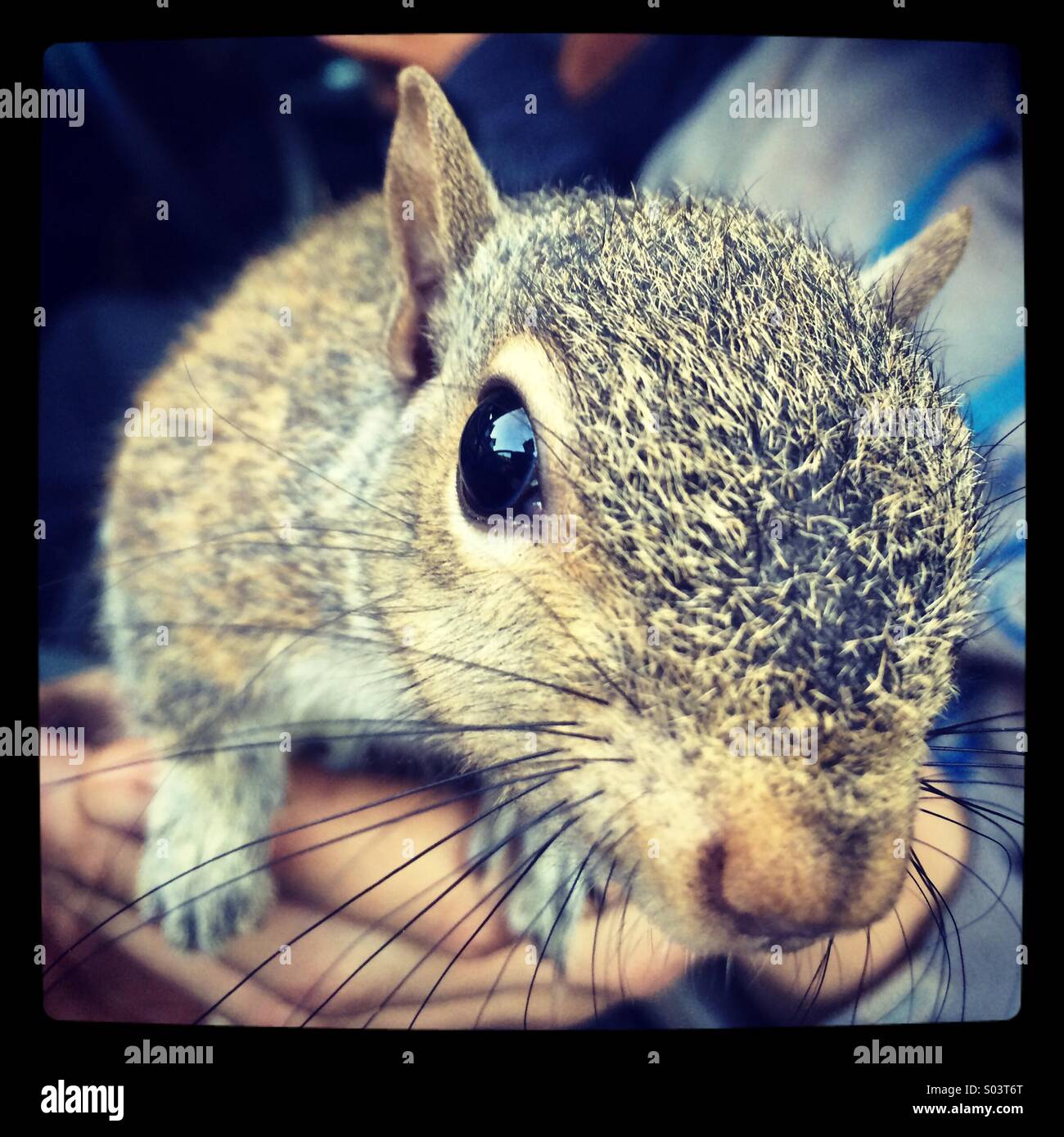 Squeals hi-res stock photography and images - Alamy