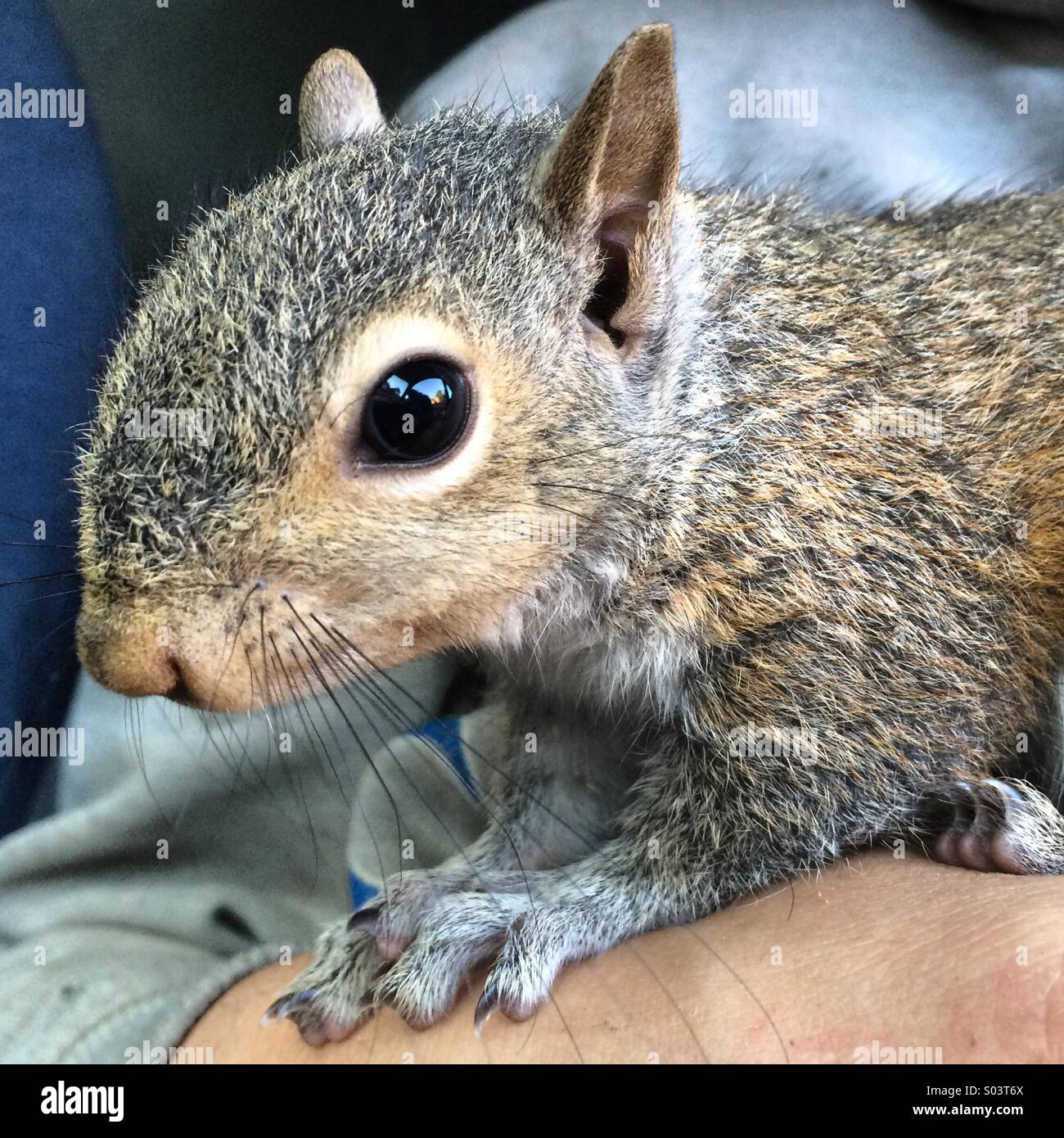 Baby Squirrel High Resolution Stock Photography and Images - Alamy