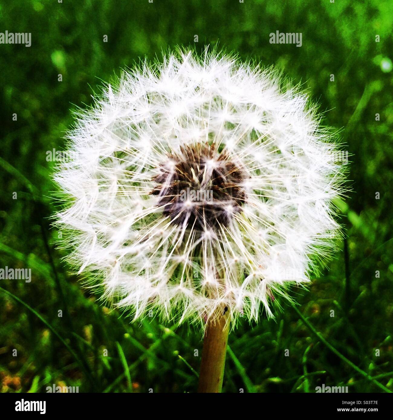 Dandelion Clock High Resolution Stock Photography and Images - Alamy