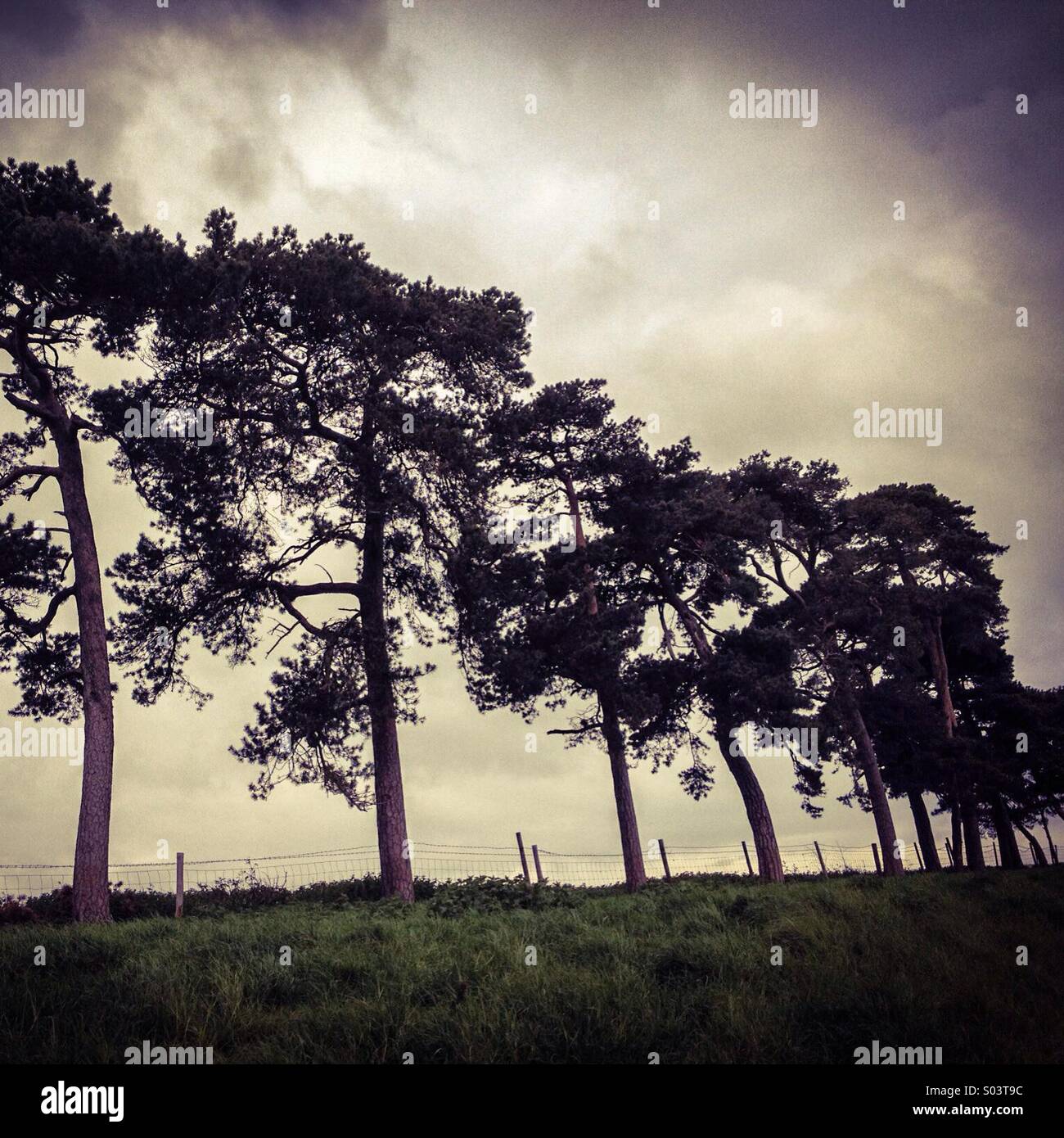 Scots Pine trees, England, UK Stock Photo - Alamy