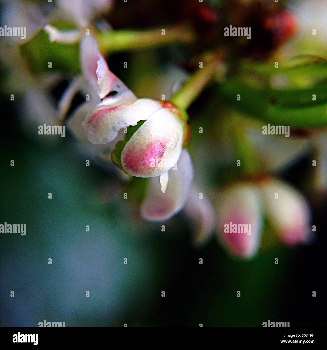 Holly bush flowers hi-res stock photography and images - Alamy