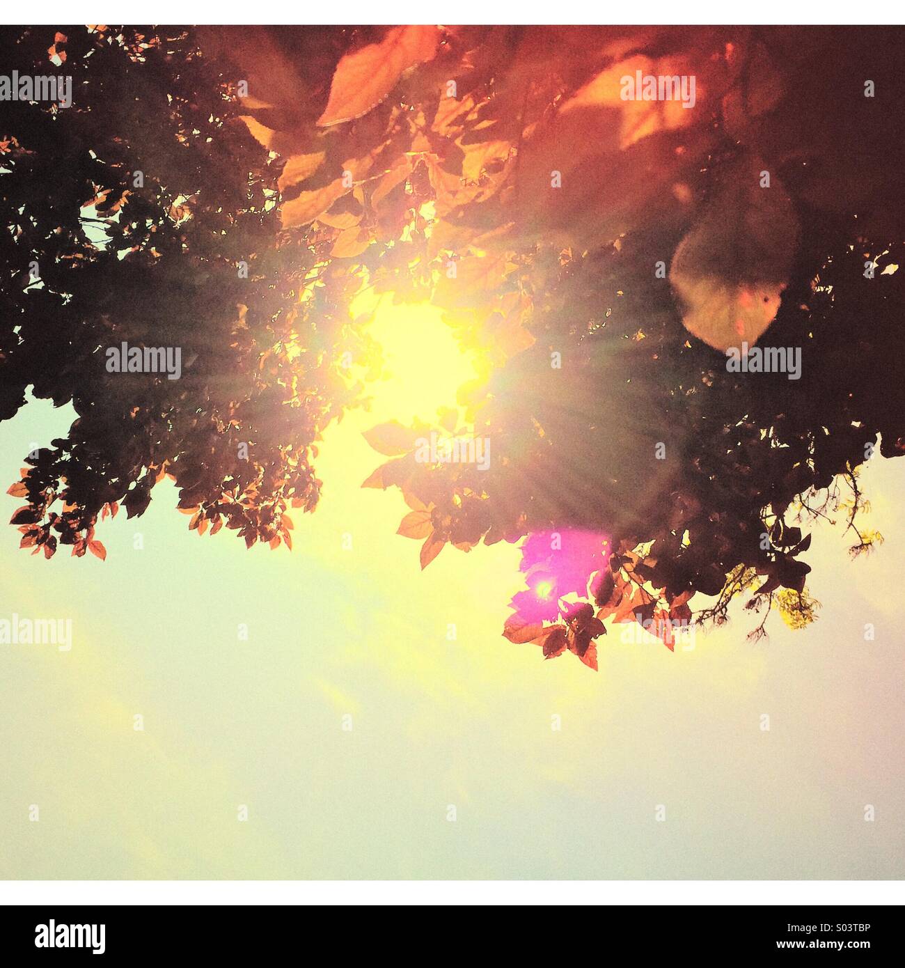 Yellow lens flare from sun hi-res stock photography and images - Alamy