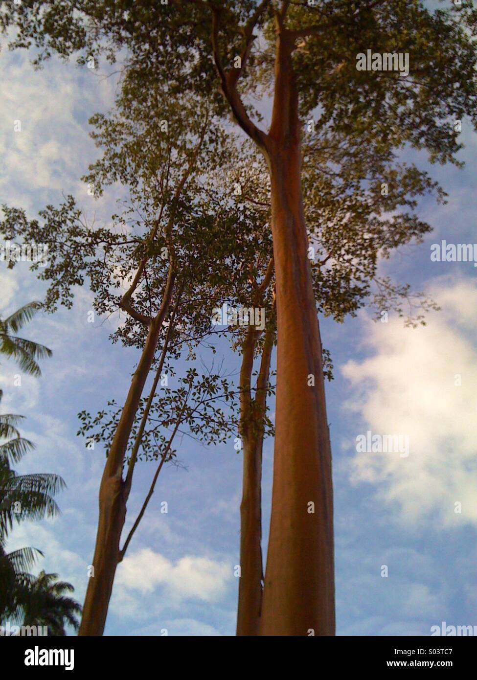 Tropical tree. Rio de Janeiro, Brazil Stock Photo - Alamy