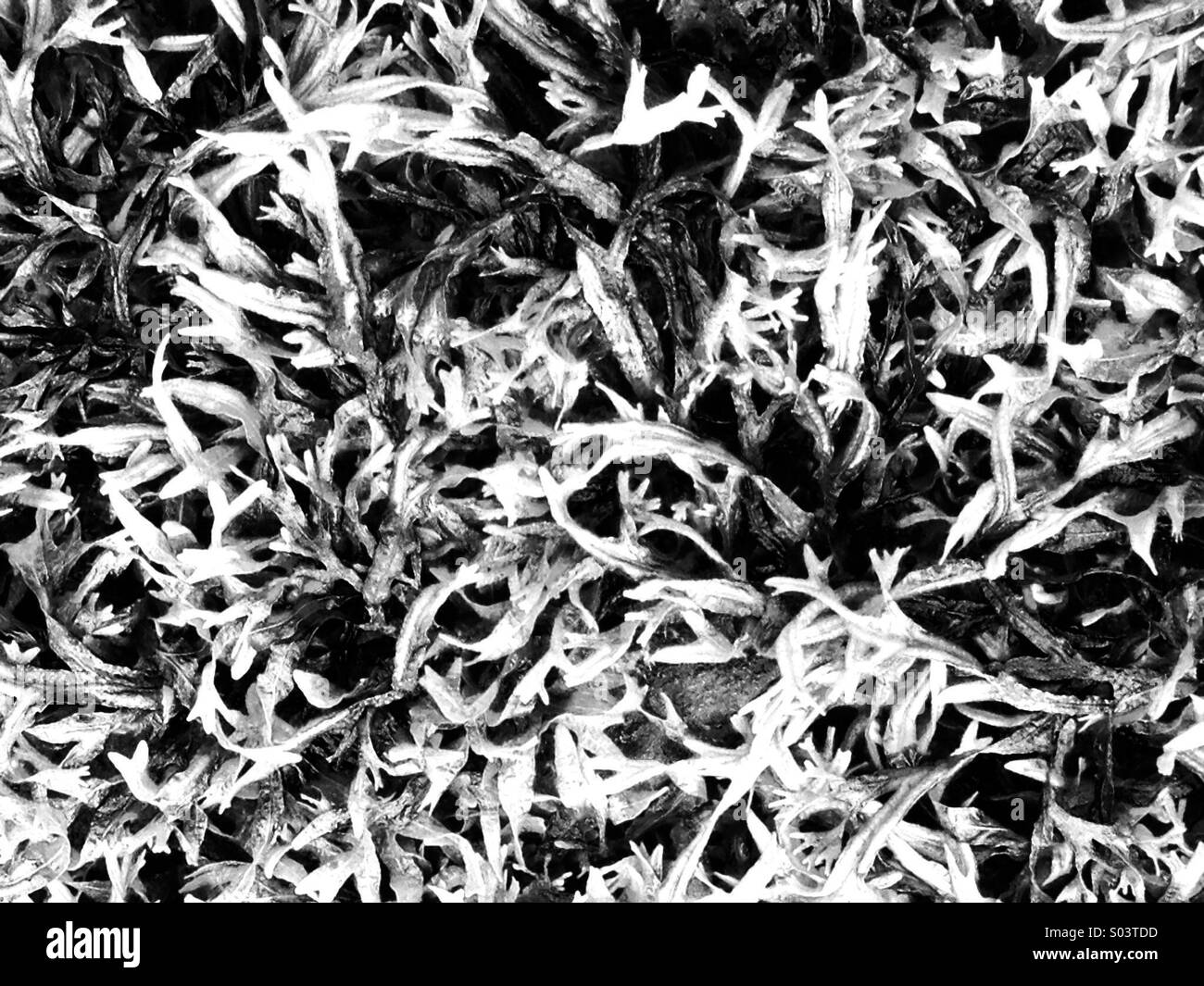 Seaweed graphic design Stock Photo - Alamy