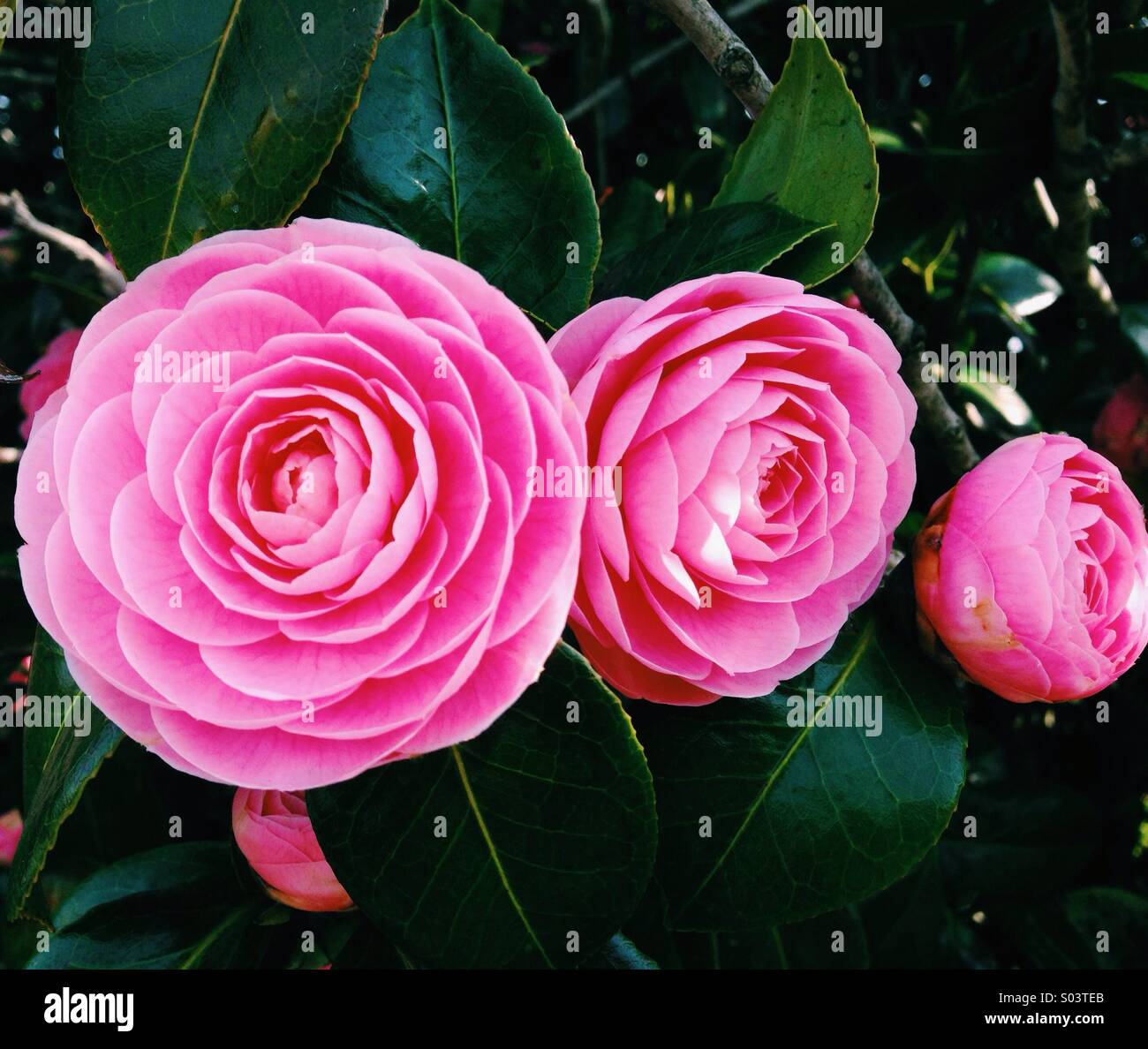 Flower layer hi-res stock photography and images - Alamy