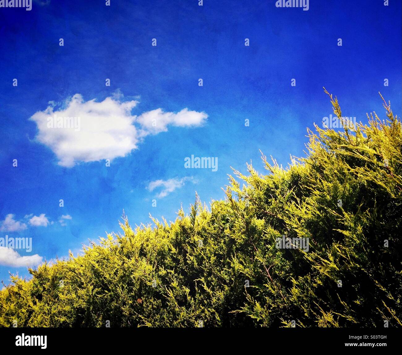 Cloud and hedge Stock Photo - Alamy