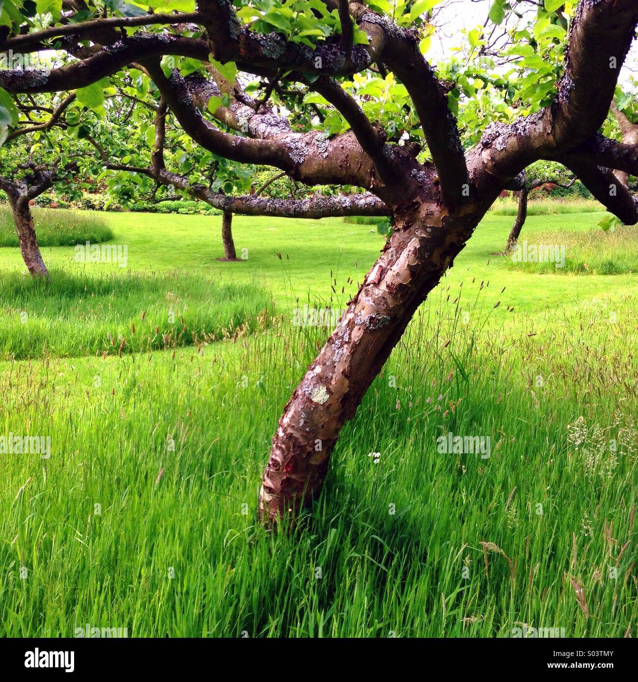 Apple tree in an orchard Stock Photo - Alamy