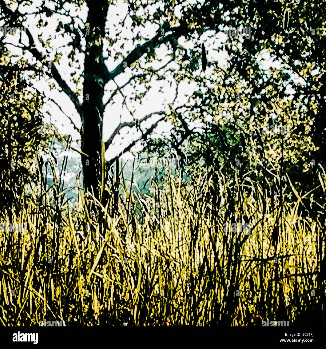 Low level shot through grass to tree Stock Photo - Alamy